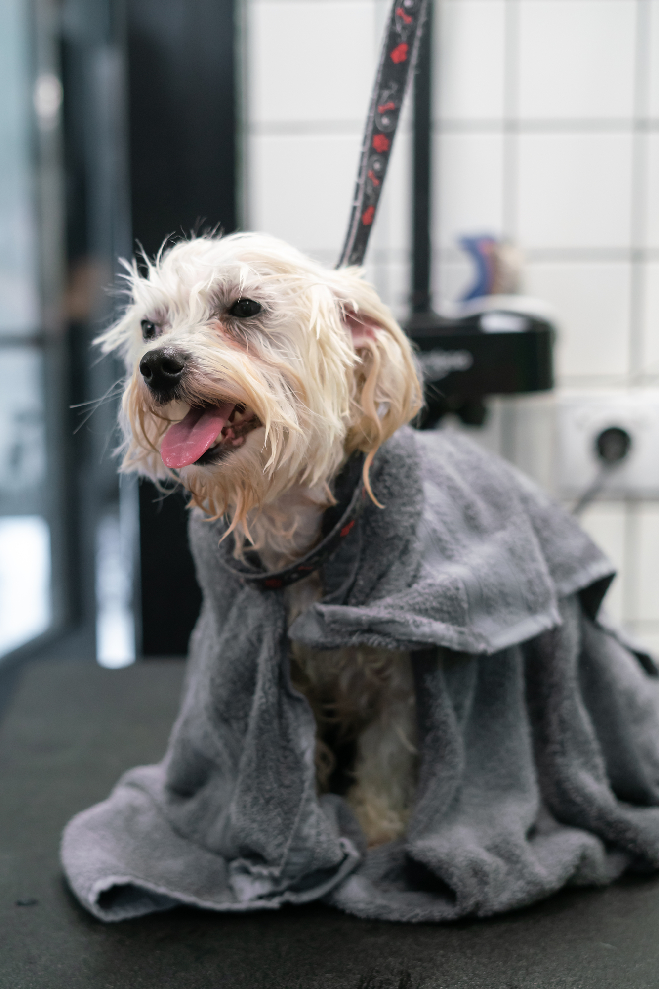 Grooming – Bed 'N' Biscuits Pet Daycare & Boarding